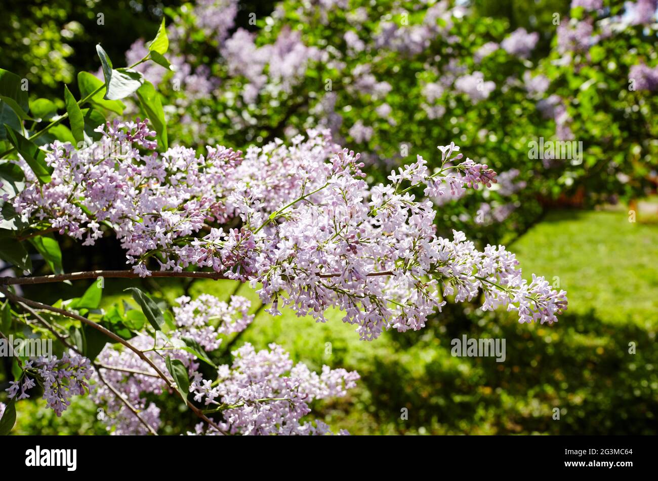 Beautiful lilac blossom. Flowering lilac tree at park. Fresh spring ...