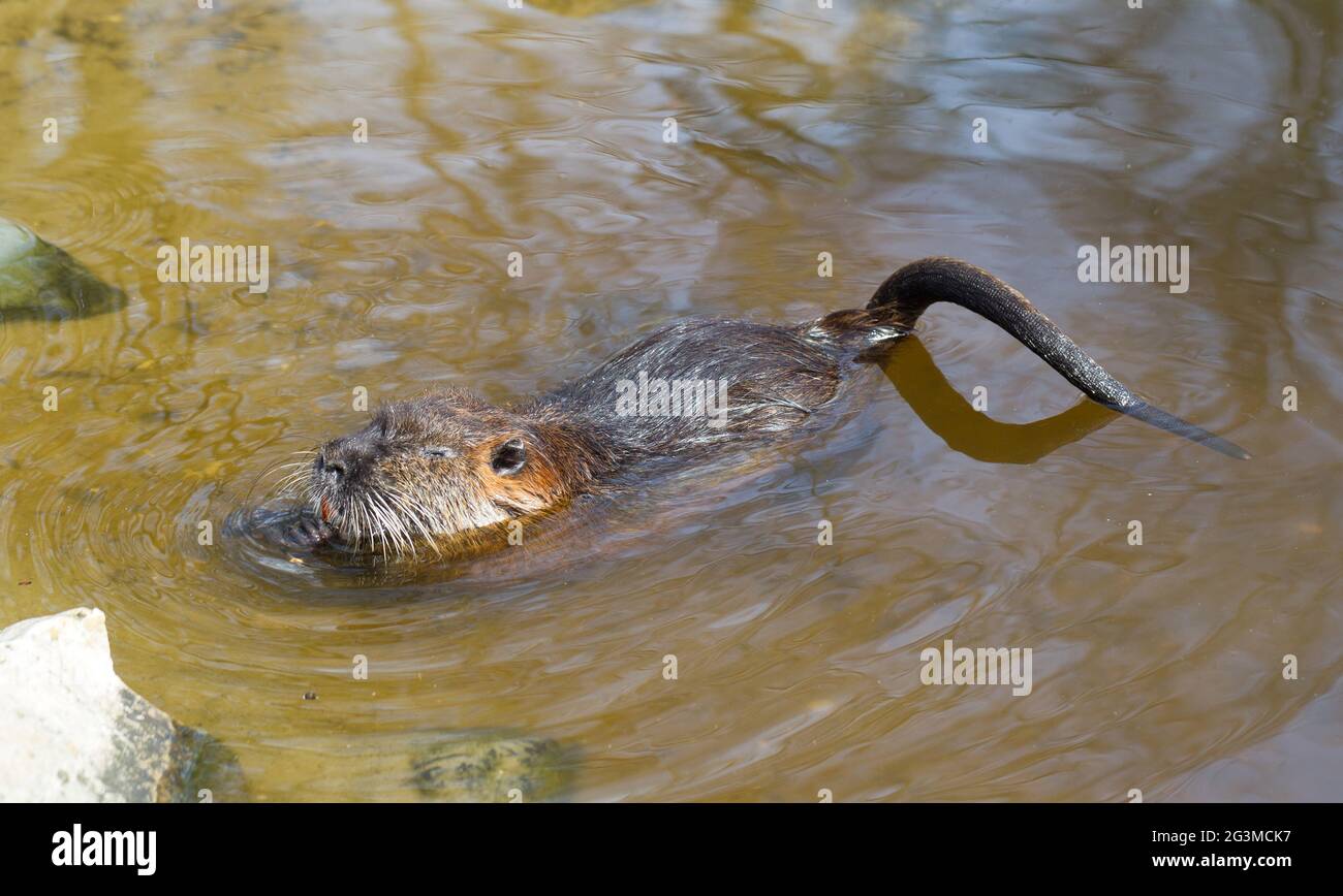 Beaver dragging tree hi-res stock photography and images - Alamy