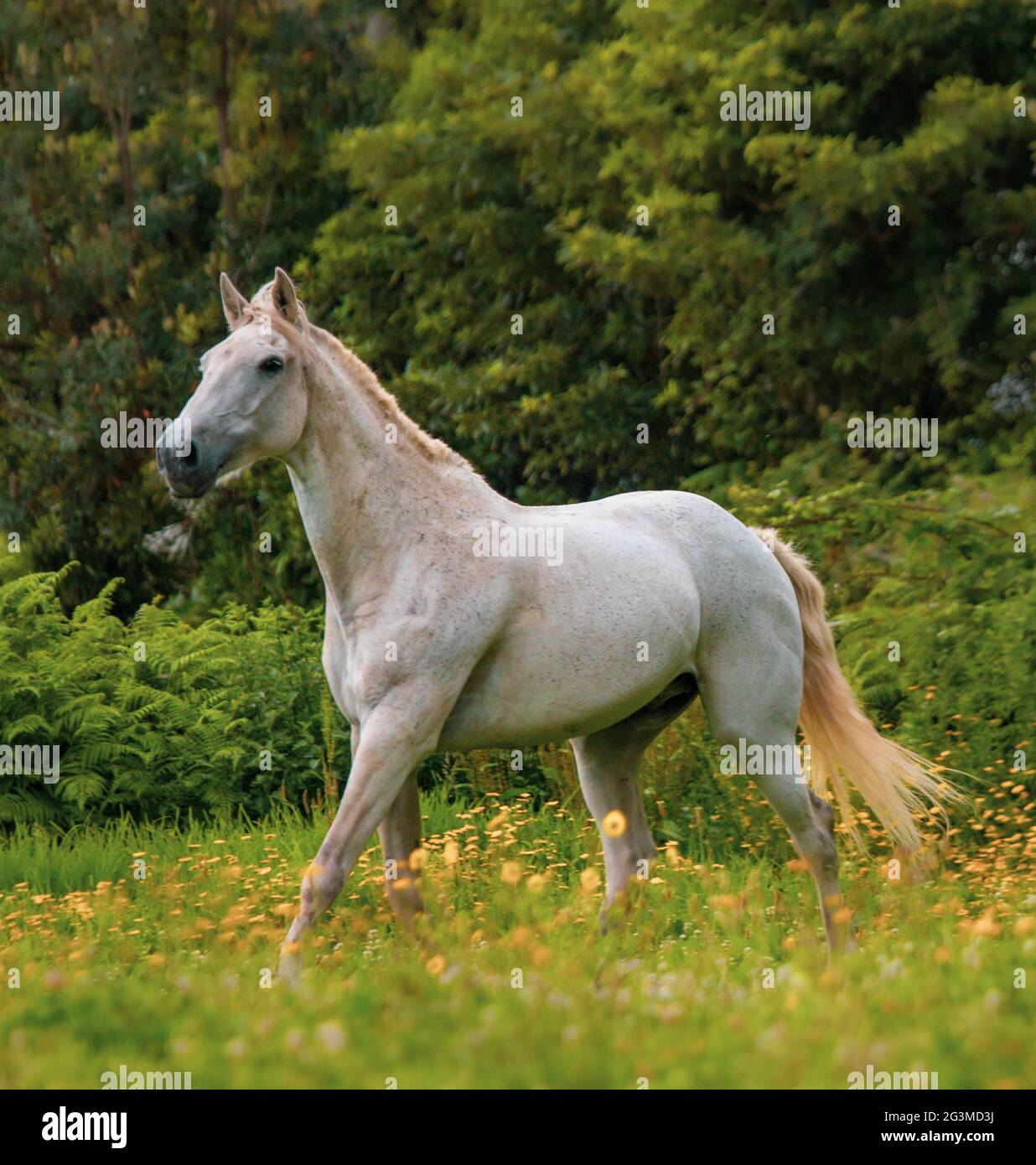 Portrait of Lusitano, outdoors on flower field, green grass, enjoying ...