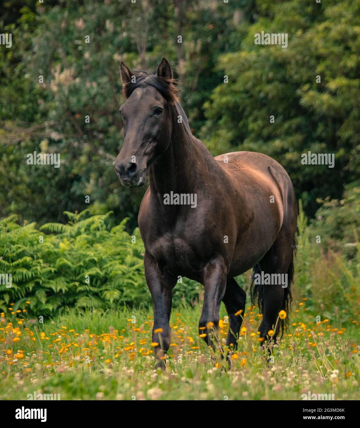 Portrait of Lusitano, outdoors on flower field, green grass, enjoying ...