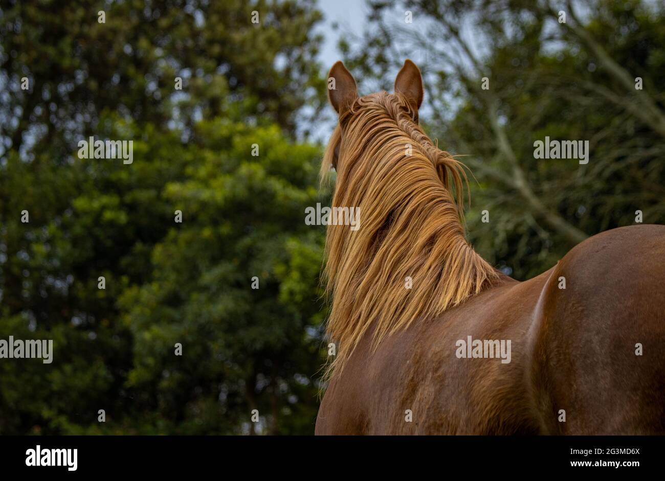 Portrait of Lusitano, outdoors on flower field, green grass, enjoying ...