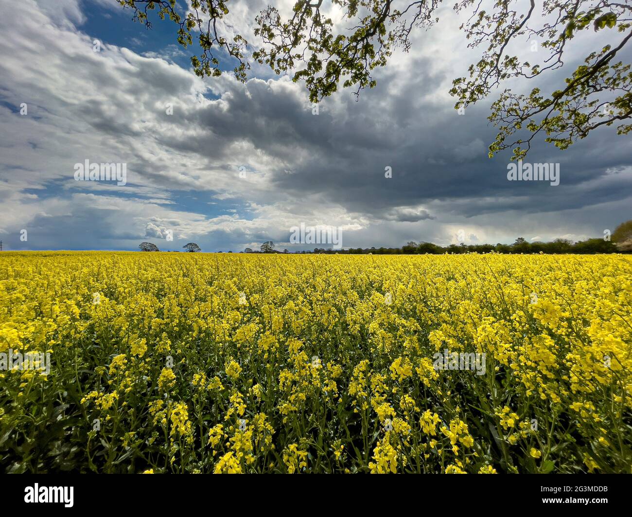 Field of yellow flowering rapeseed with a dramatic blue sky. UK Stock ...