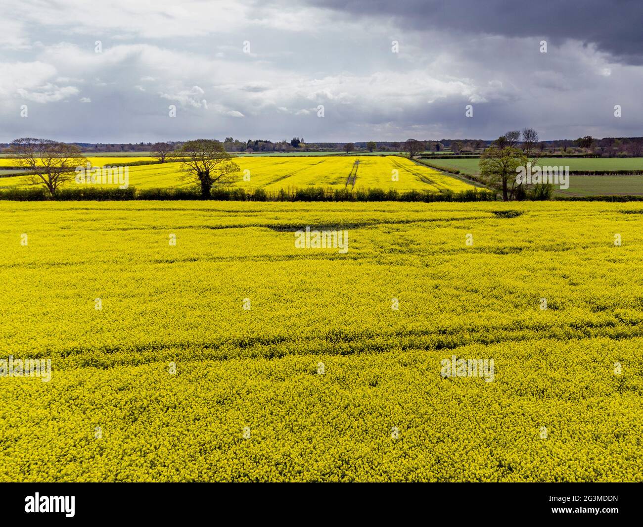 Aerial view of yellow fields planted with Rapeseed, with a dramatic ...