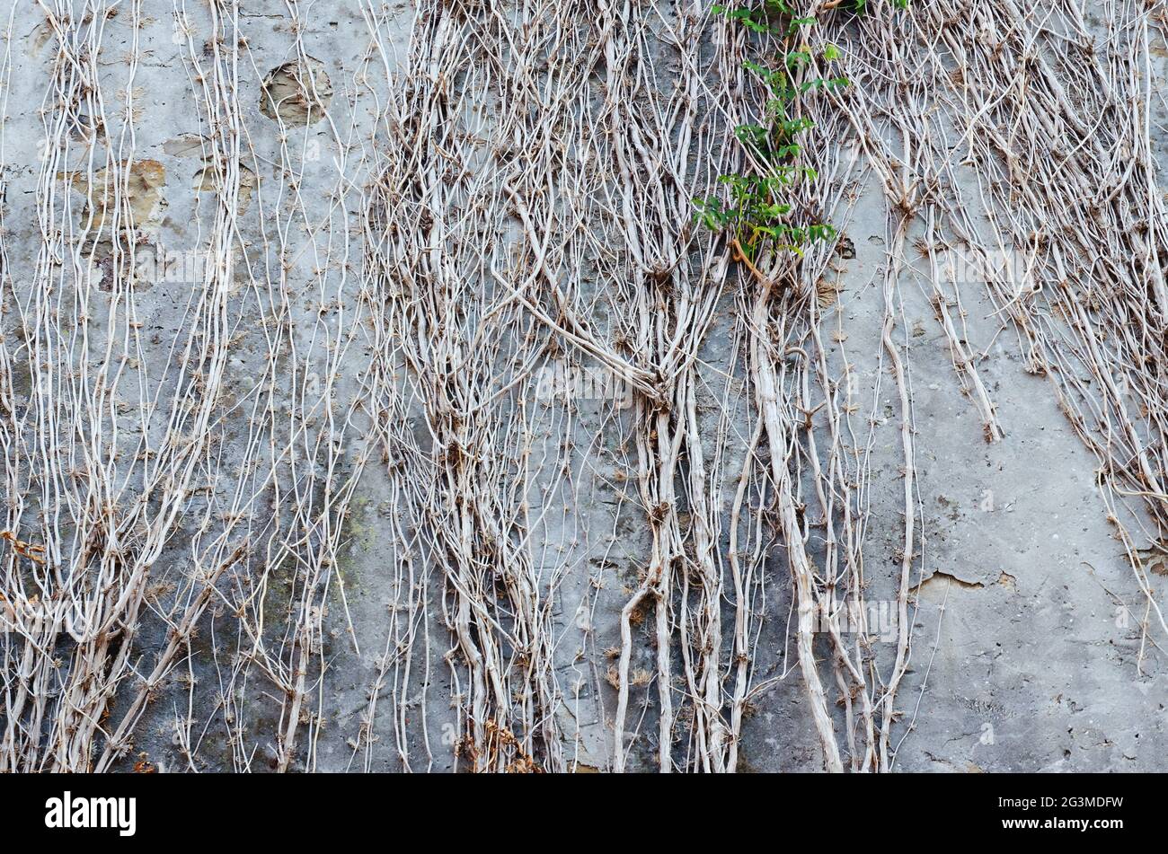 Background of the white brick wall overgrown with thick bald branches ...