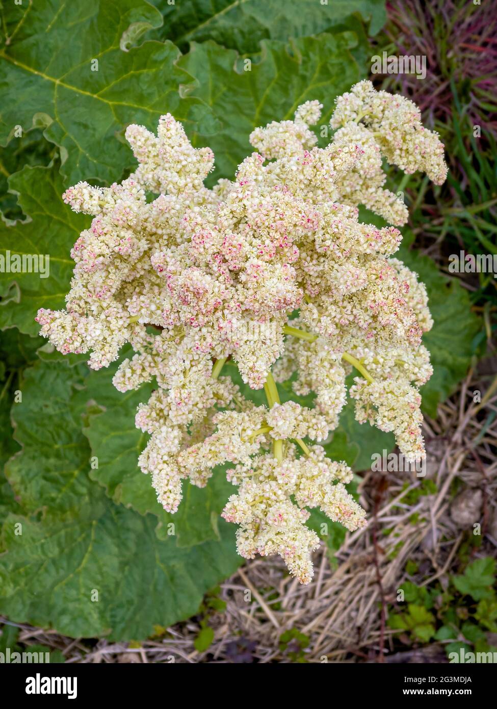 Rhubarb plant with flower Stock Photo - Alamy