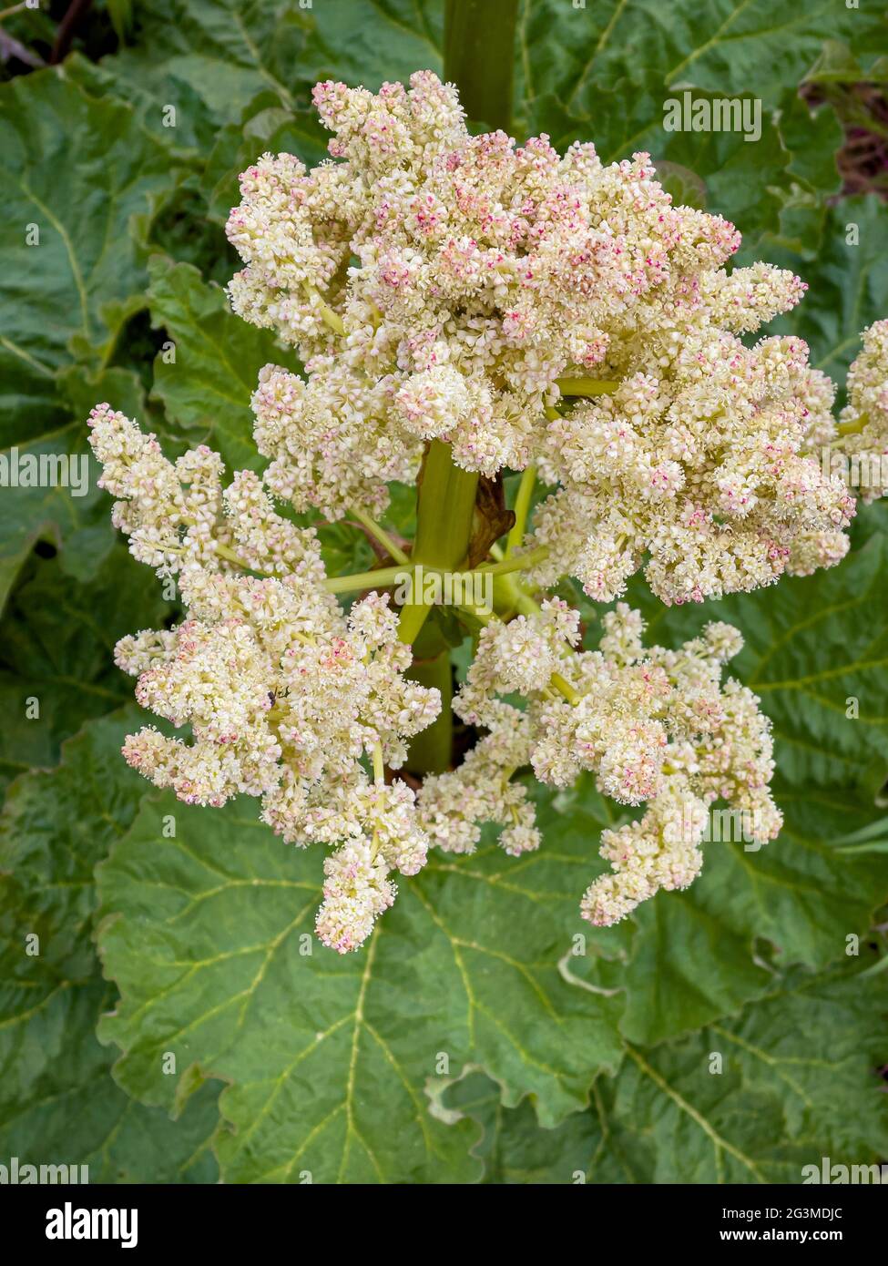 Rhubarb plant with flower Stock Photo - Alamy