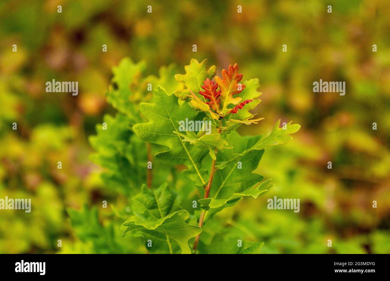 Oak tree nature background hi-res stock photography and images - Alamy