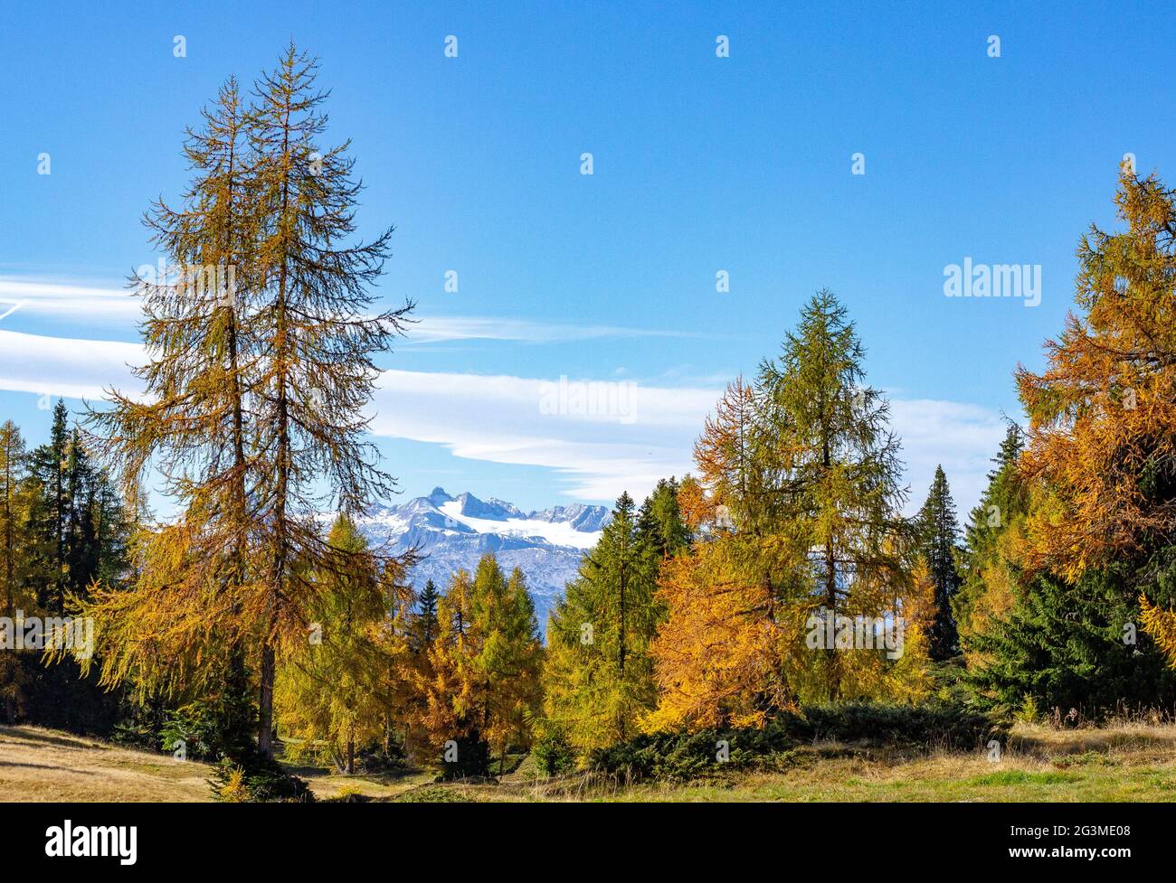 Trees with autumn colorful foliage in the woody terrain Stock Photo - Alamy