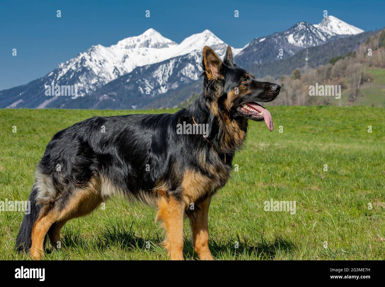 Side view of a German shepherd posing in the alpine meadow Stock Photo ...