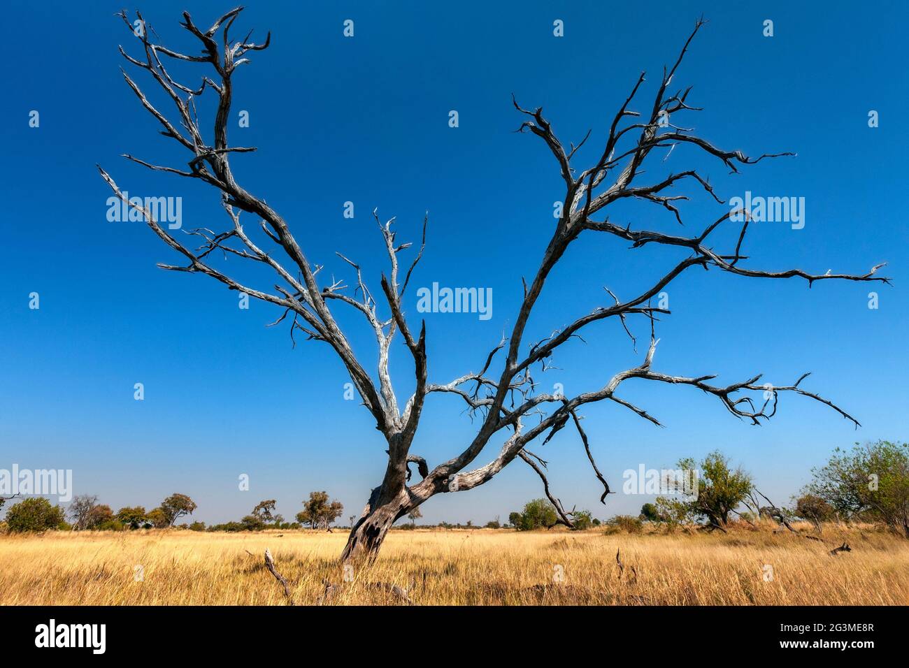 Dead tree in the African bush in the Okavango Delta of northern ...