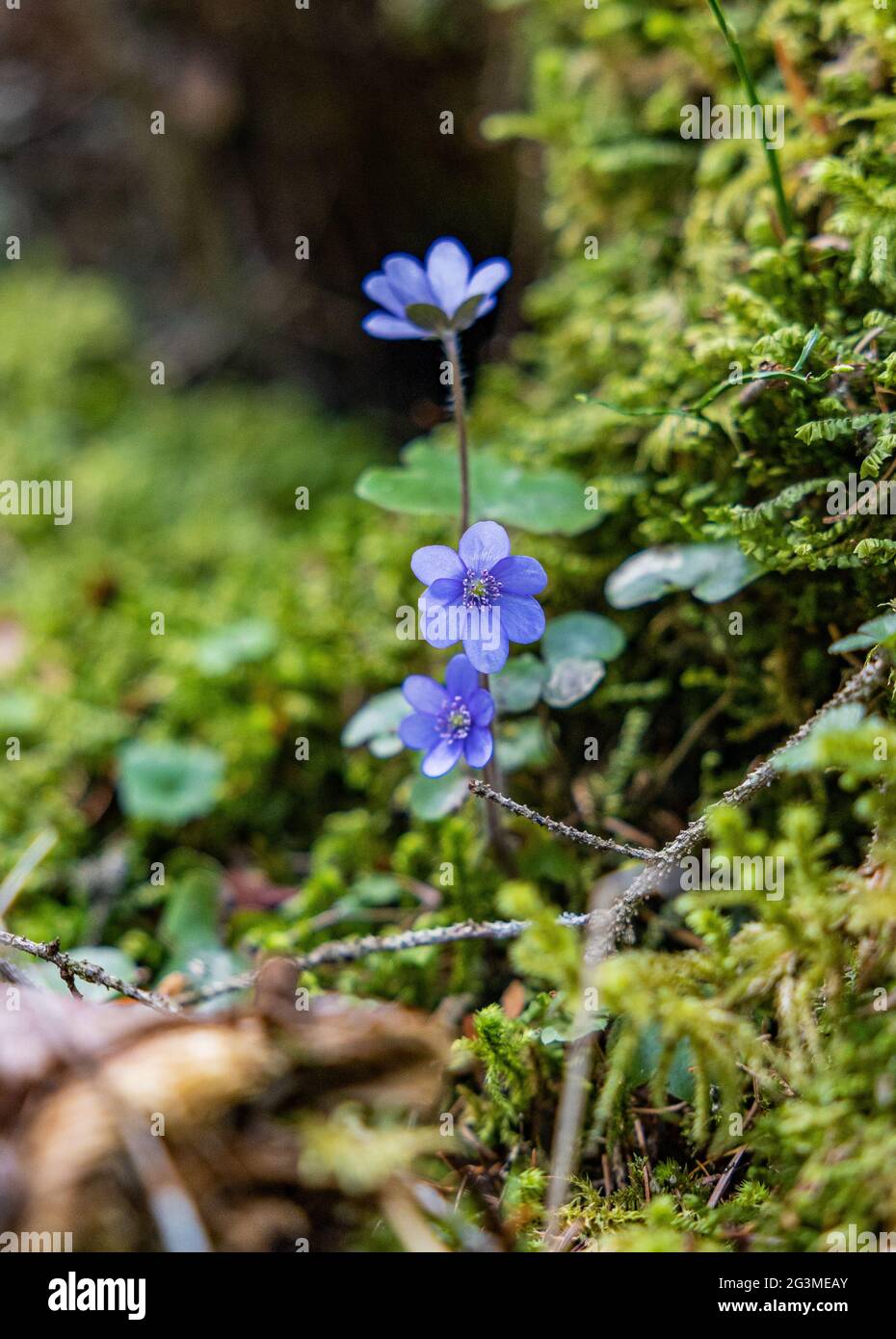 Hepatica species hi-res stock photography and images - Alamy