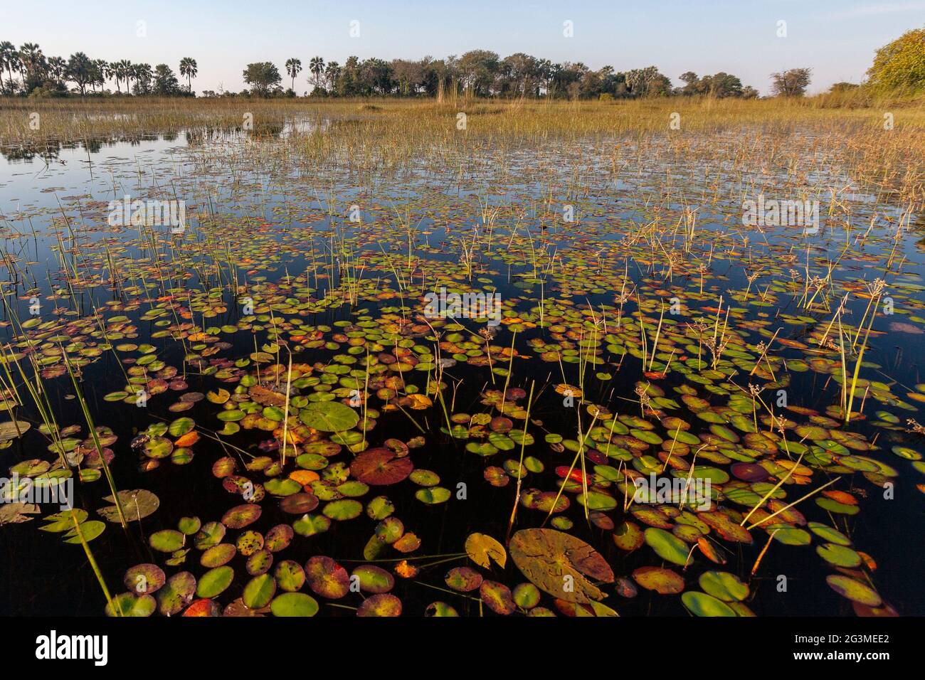 A typical landscape in the Okavango Delta in northern Botswana, Africa ...