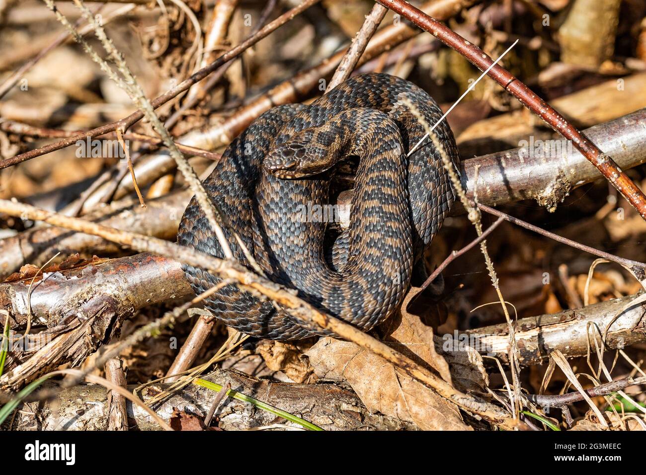 Closeup of a common European adder on the ground, an extremely ...