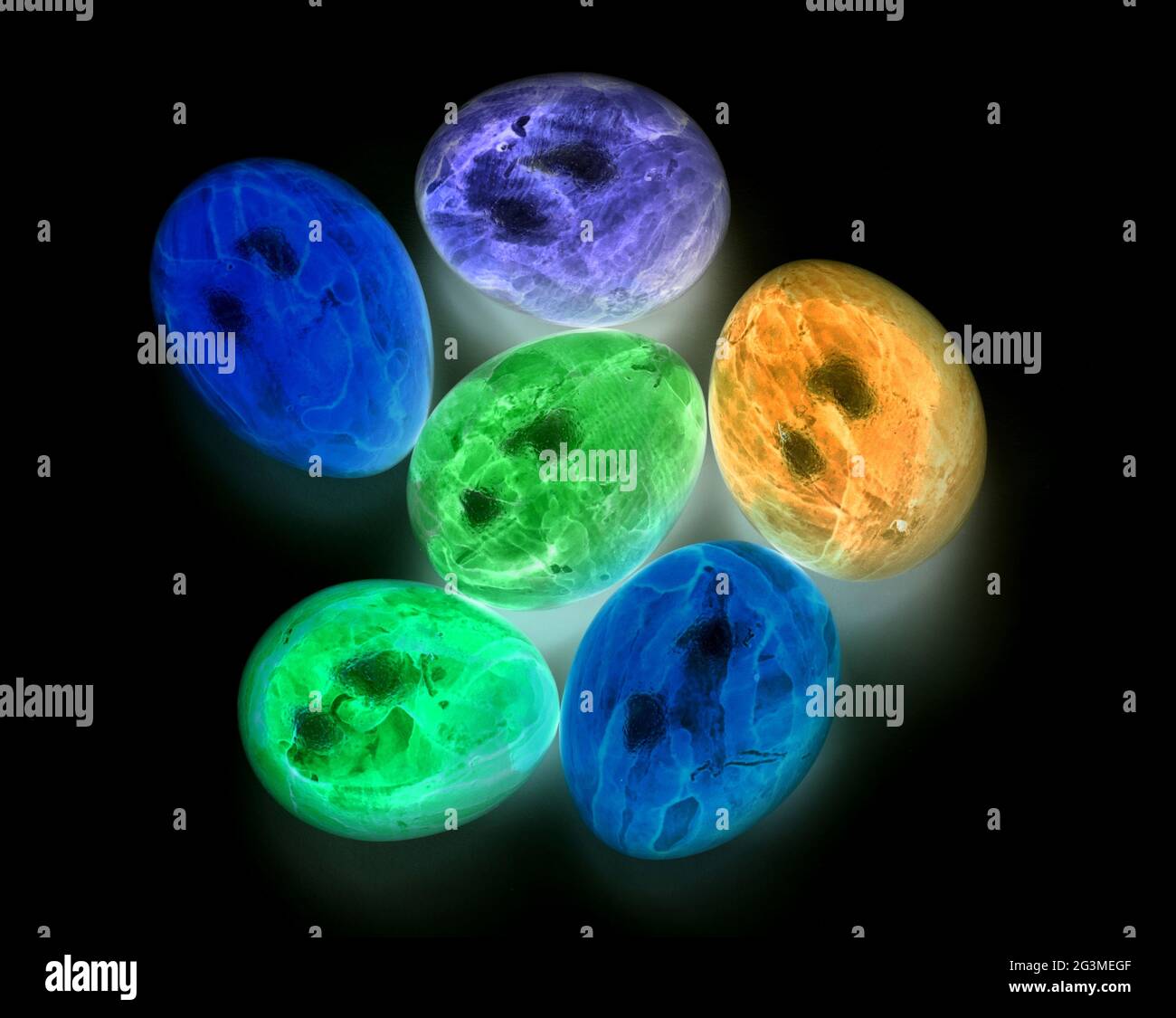 X ray eggs hi-res stock photography and images - Alamy