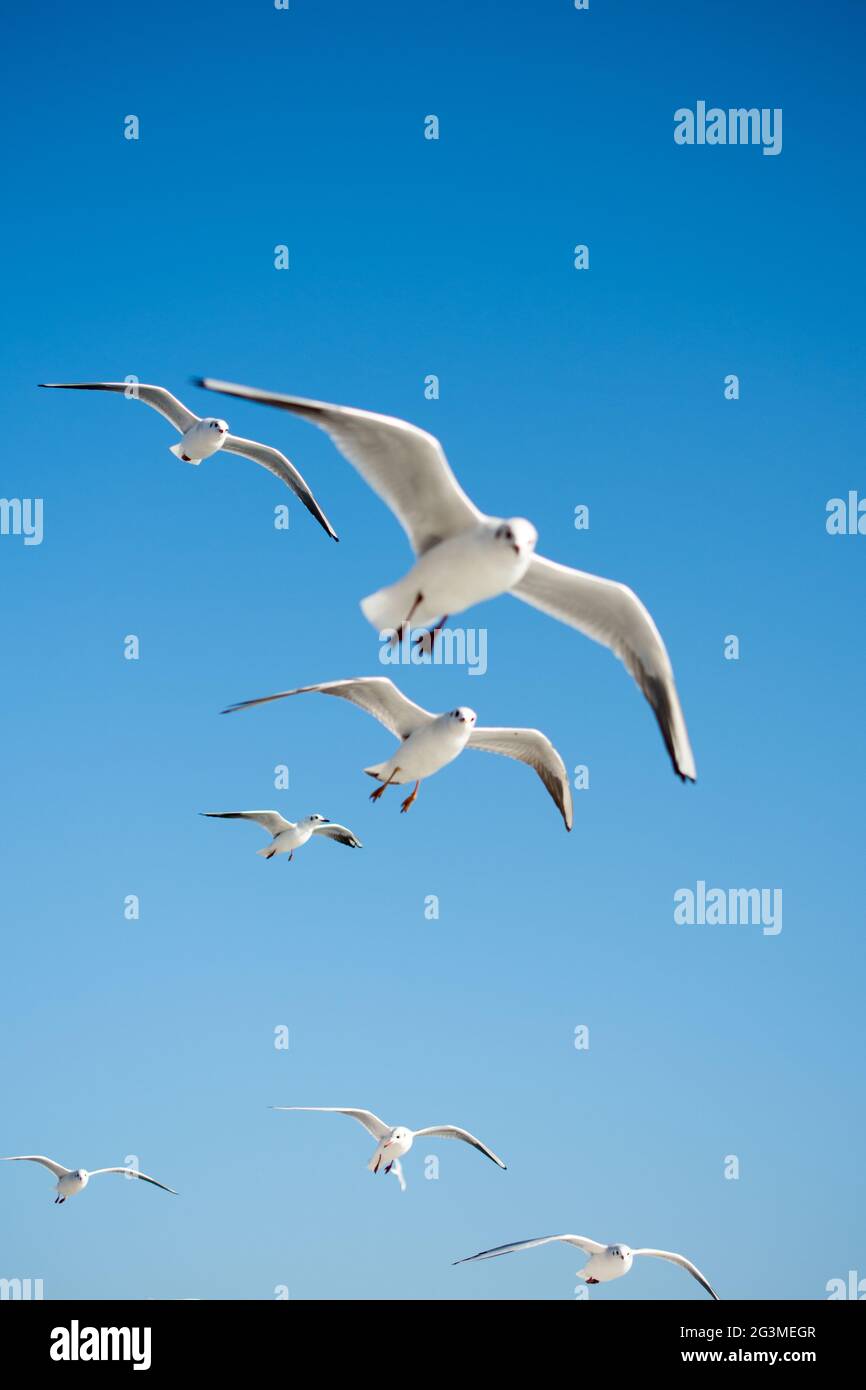 Seagulls are flying in a sky Stock Photo - Alamy