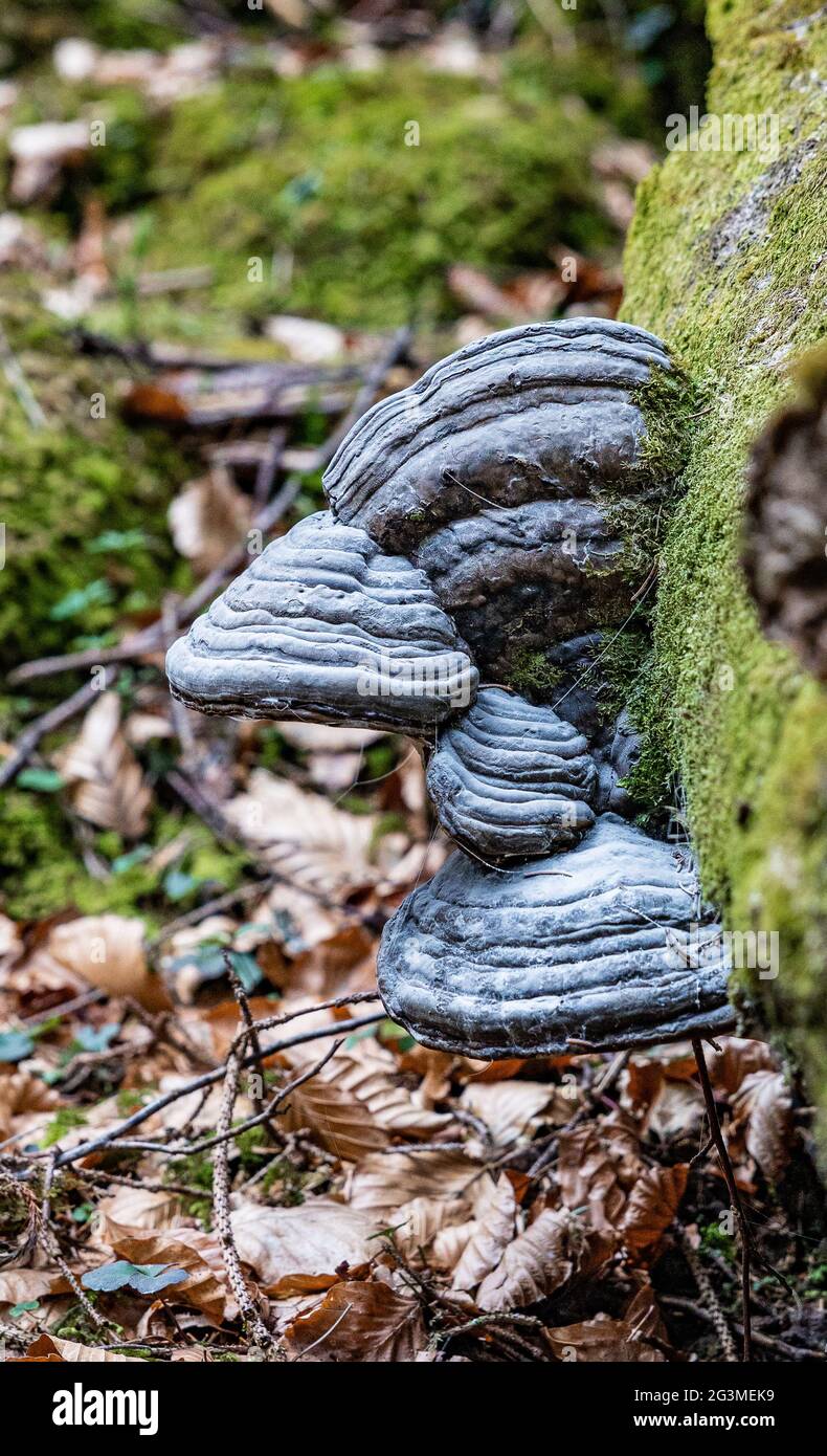 Closeup of a hoof fungus growing on the tree trunk Stock Photo - Alamy