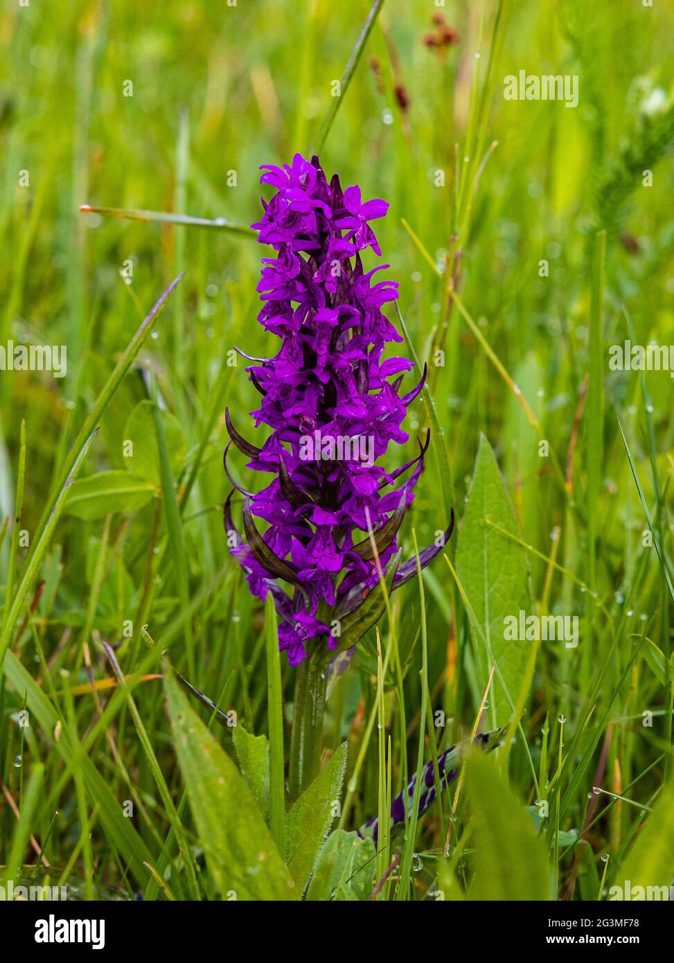 Closeup of a broad-leaved marsh orchid flower growing in the meadow Stock Photo - Alamy