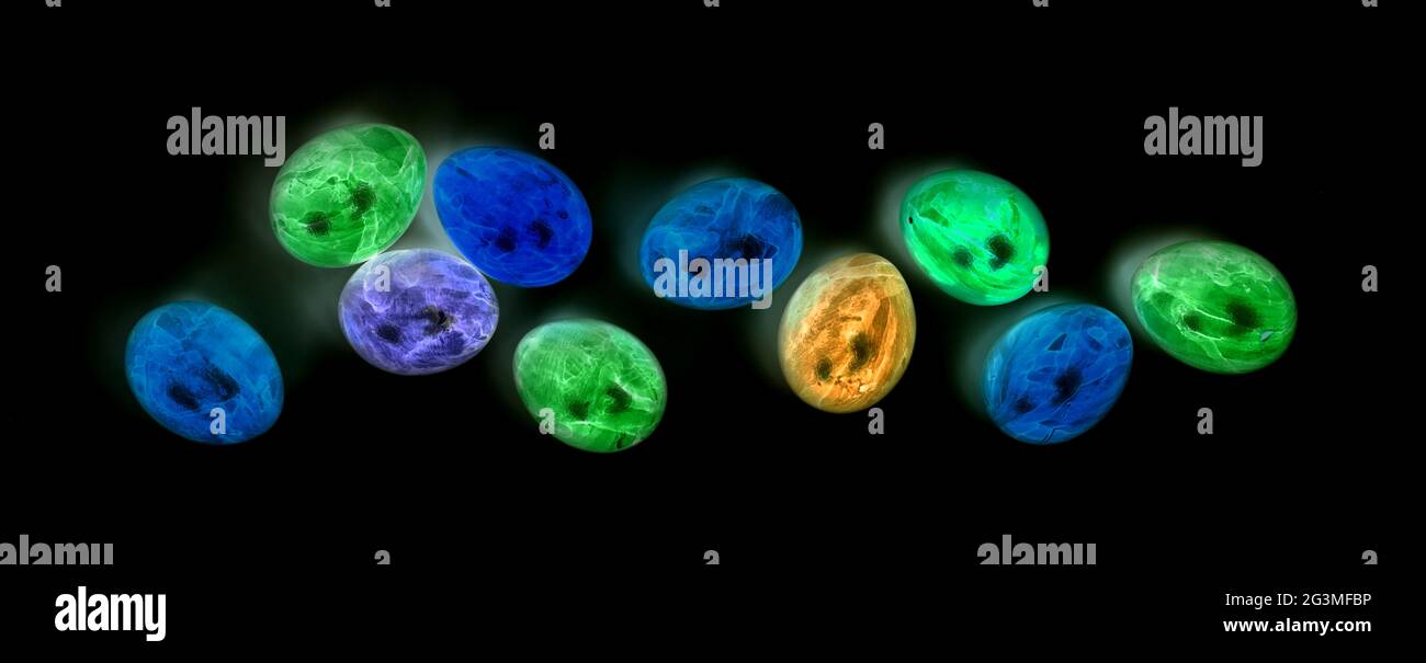 Painted eggs, easter - X-Ray Stock Photo - Alamy