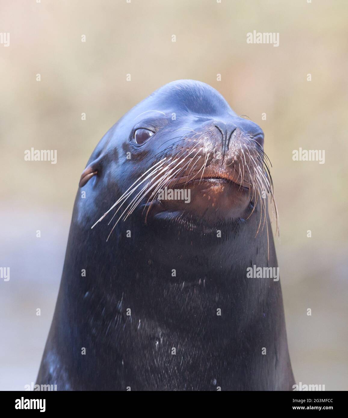 Lion eating dead animal closeup hi-res stock photography and images - Alamy