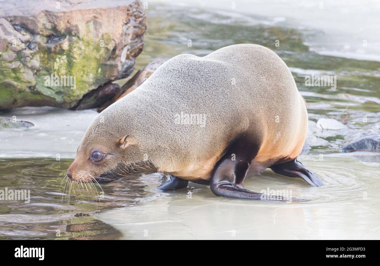 Lion eating dead animal closeup hi-res stock photography and images - Alamy