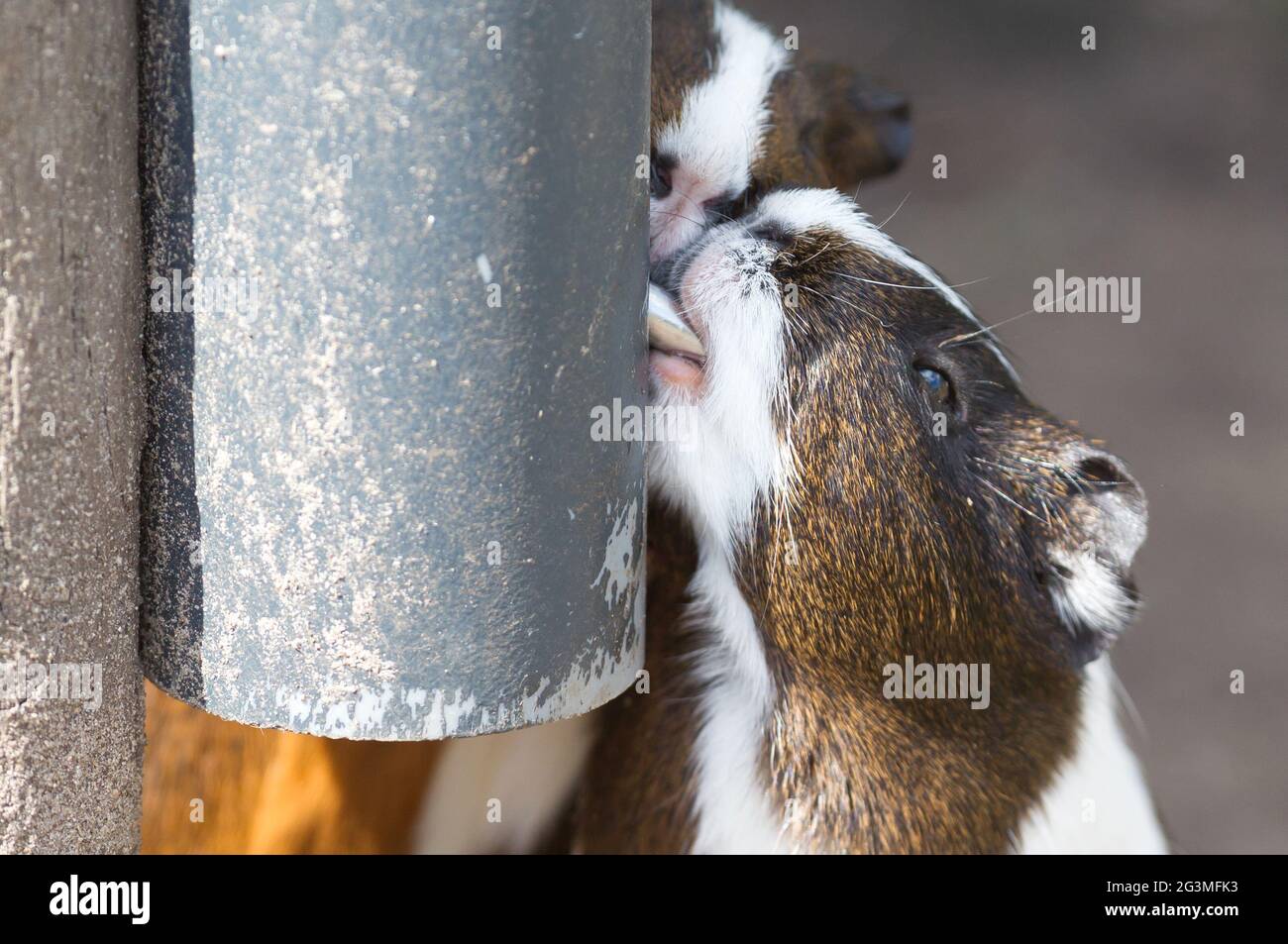 Small guinea pig drinking water hi-res stock photography and images - Alamy