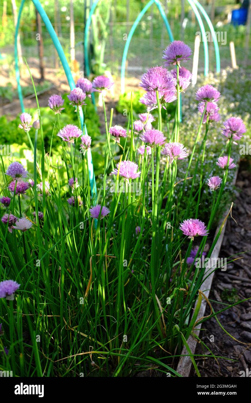 Ciboulette hi-res stock photography and images - Alamy