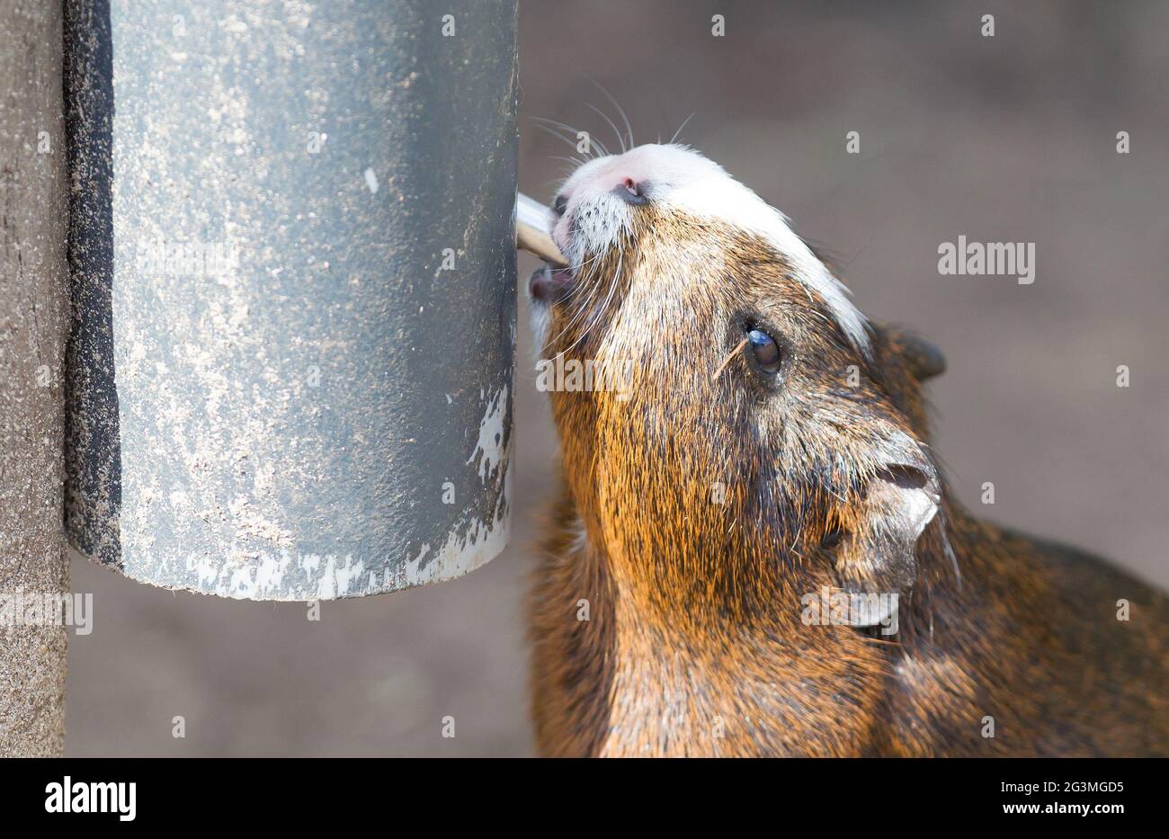 Small guinea pig drinking water hi-res stock photography and images - Alamy
