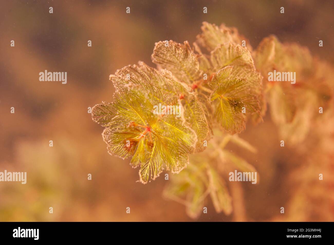 Beautiful fresh and bight freshwater seaweed hydrilla Stock Photo - Alamy