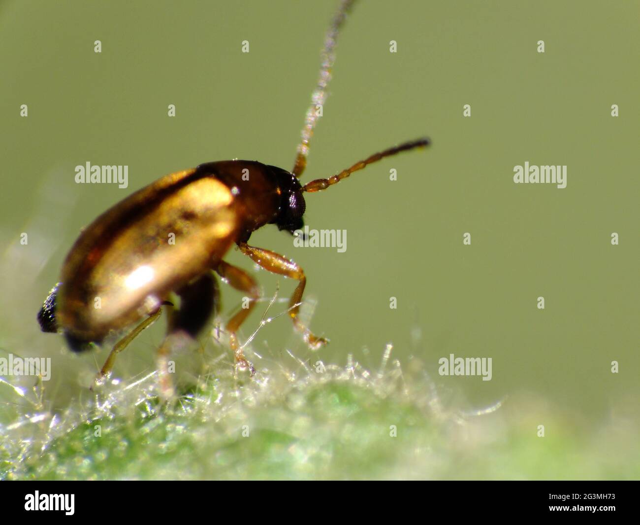 Crucifer hi-res stock photography and images - Alamy