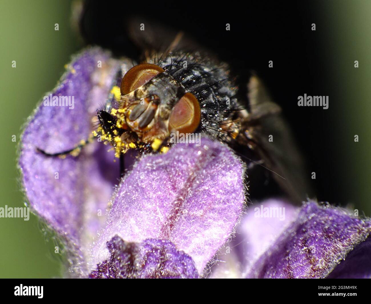 Closeup shot bumblebee on flower hi-res stock photography and images ...
