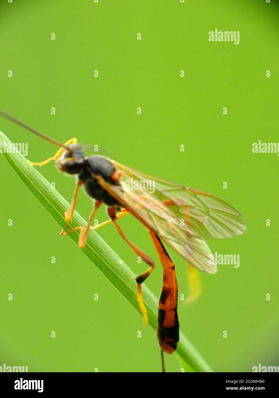 Closeup shot of a Parasitoid wasp on a plant Stock Photo - Alamy