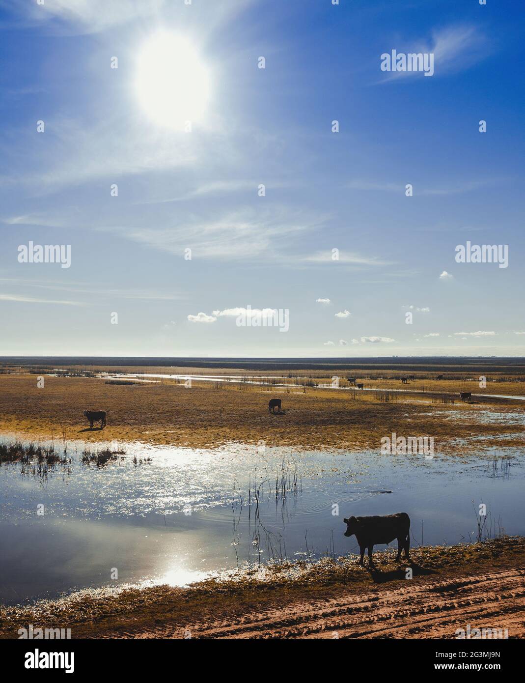 Cows in the flooded field Stock Photo - Alamy