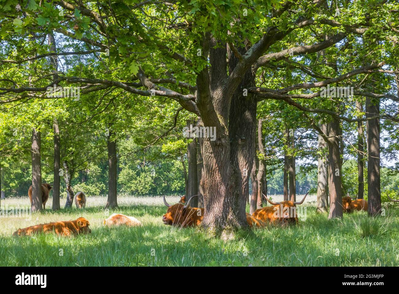highland cows looking for shade under trees in nature area Hijkerveld ...