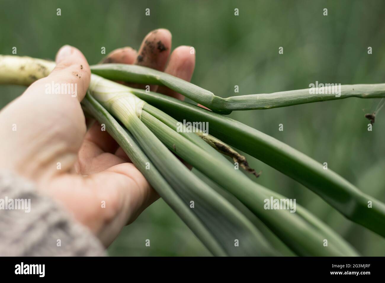 Woman is holding a spring onion freshly pulled out of the soil. Farmer ...