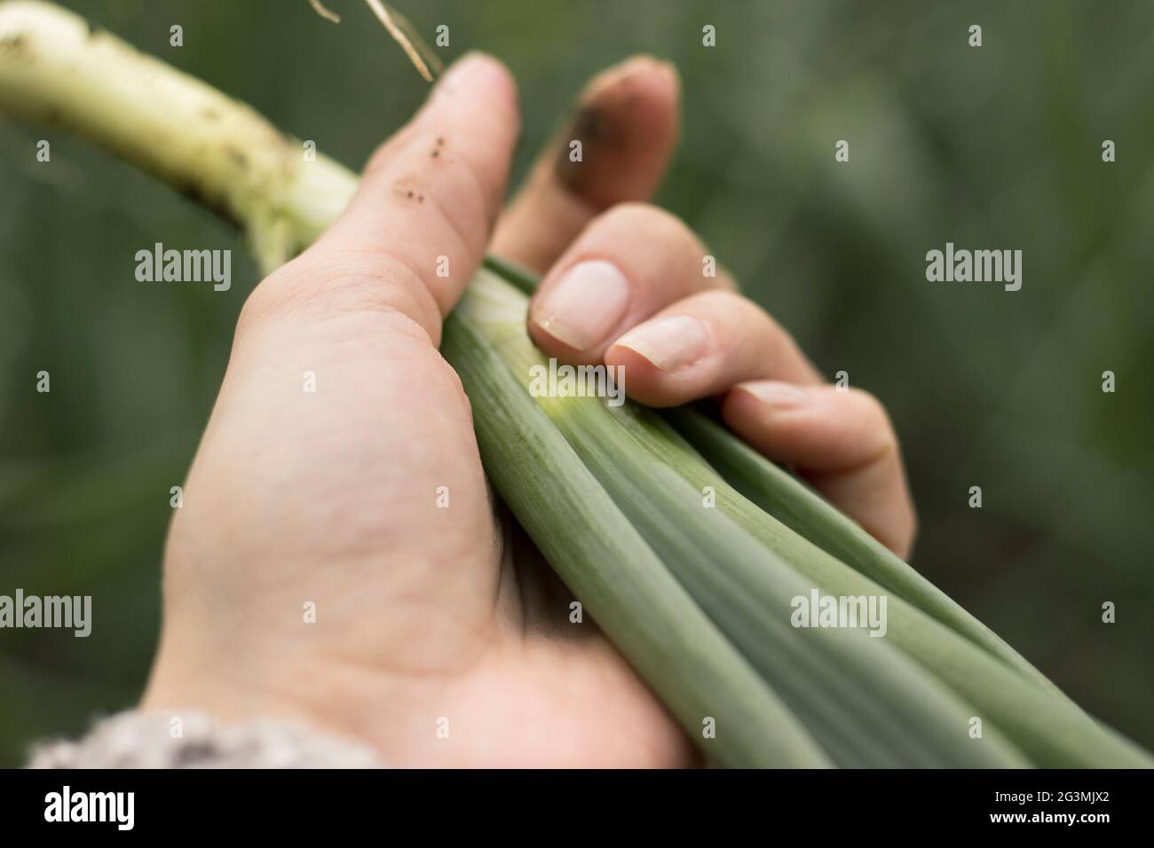 Woman is holding a spring onion freshly pulled out of the soil. Farmer ...