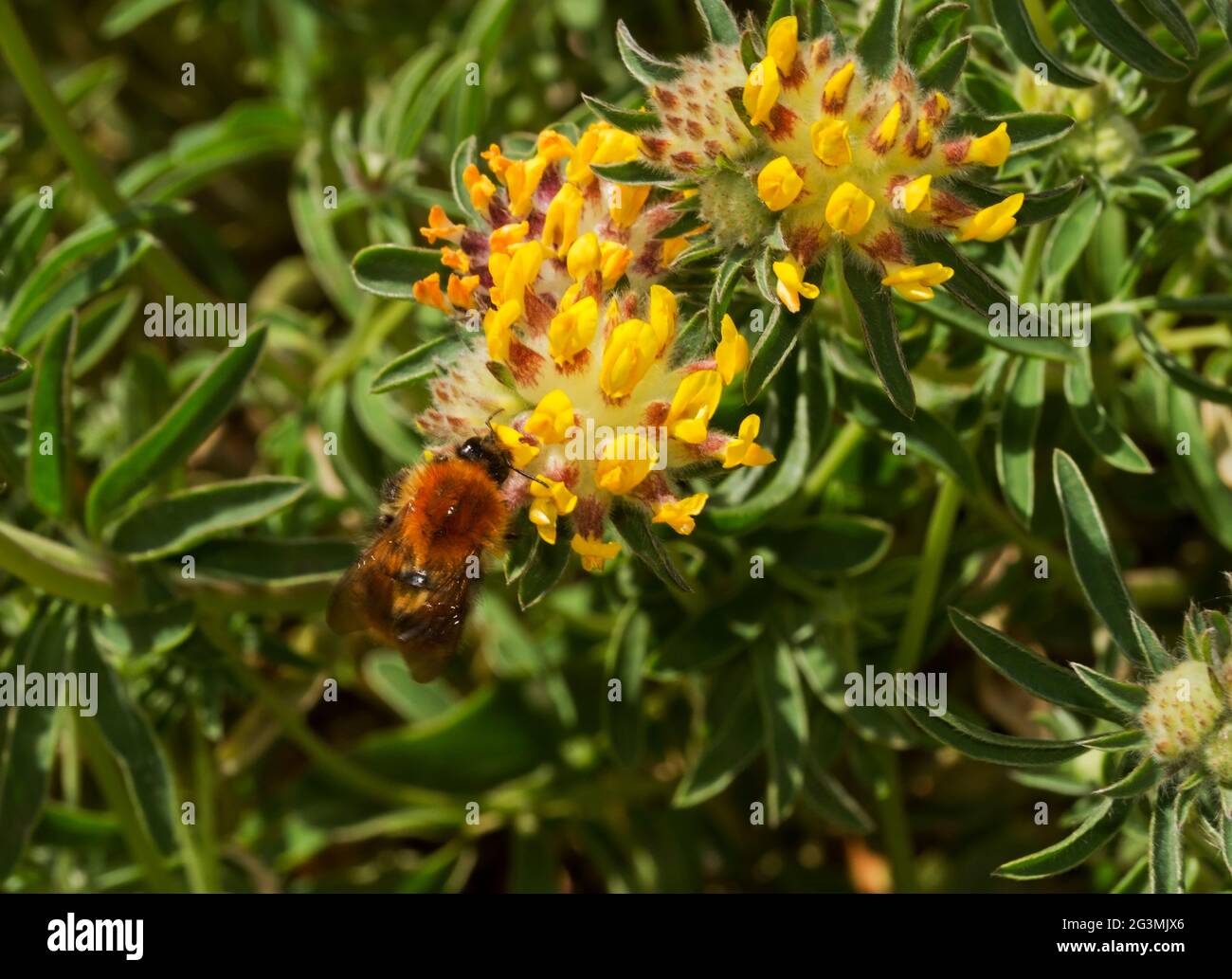 The Brown-banded Carder Bee prefers coastal areas and is never common ...