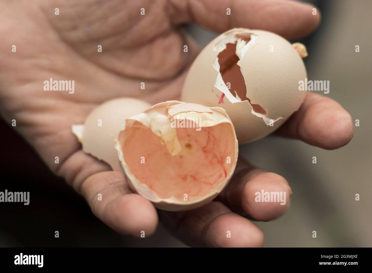 Hatched Egg Shell High Resolution Stock Photography and Images - Alamy