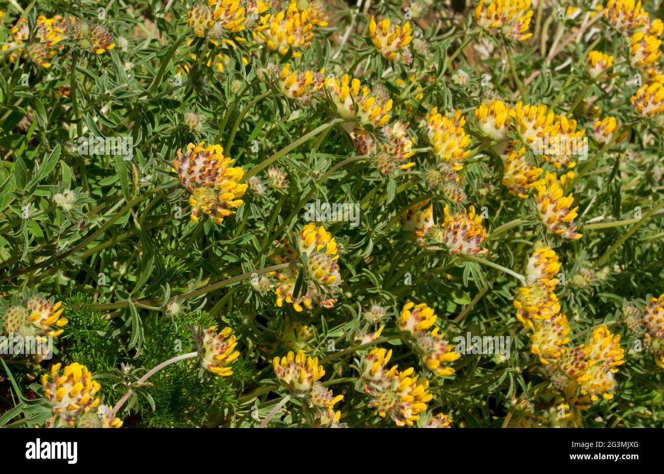 The Common Kidney Vetch is a member of one of the largest flowering ...