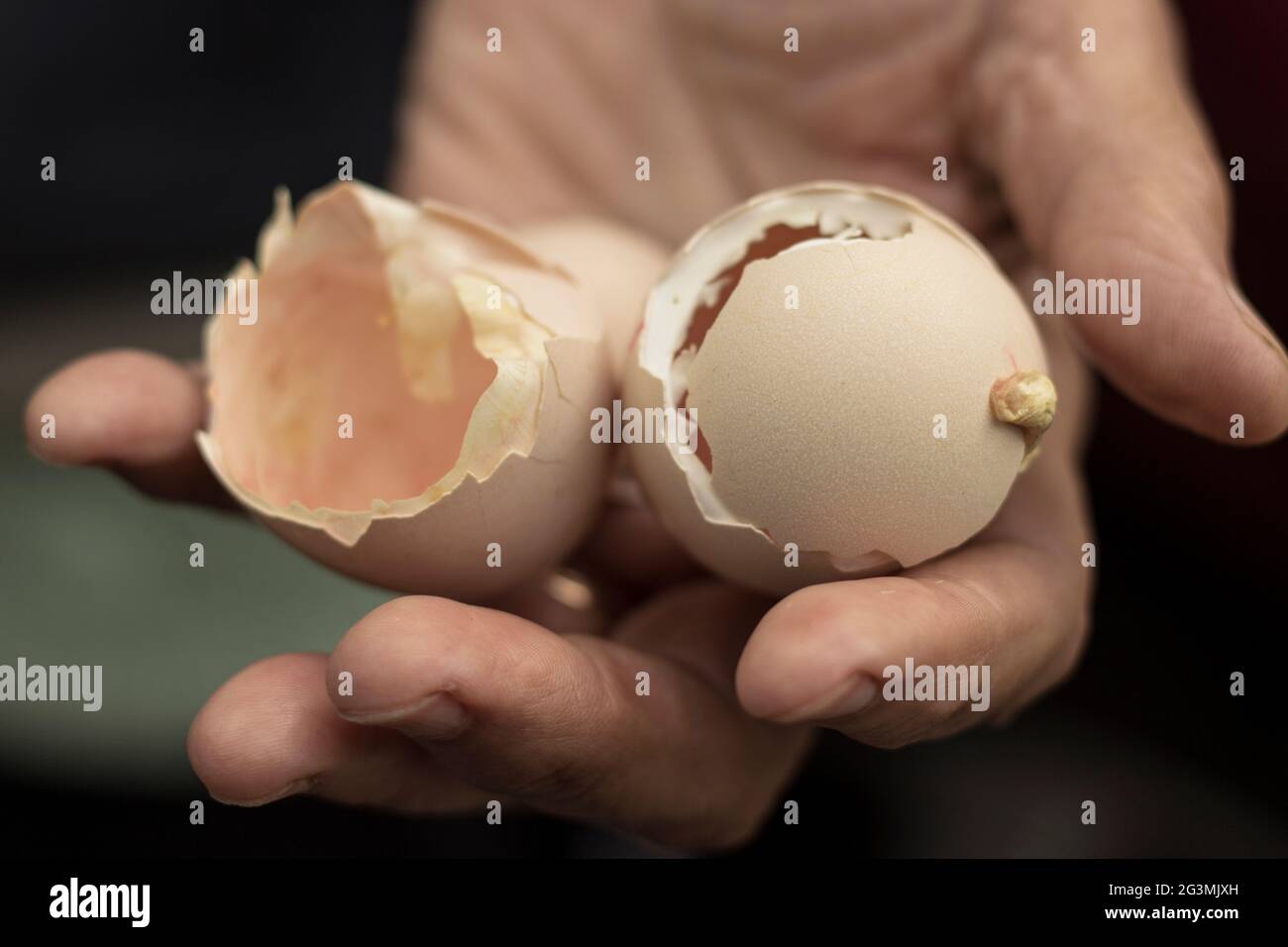 Hatched Egg Shell High Resolution Stock Photography and Images - Alamy