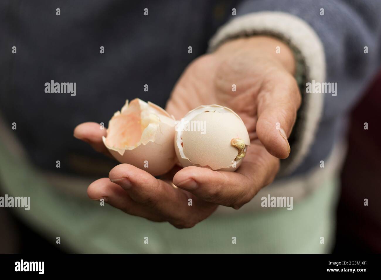 Hatched Egg Shell High Resolution Stock Photography and Images - Alamy