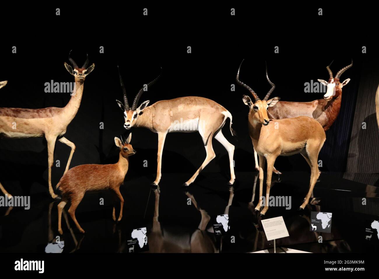 FRANCE RHONE (69) LYON.MUSEE OF CONFLUENCES, NATURAL HISTORY AND ...