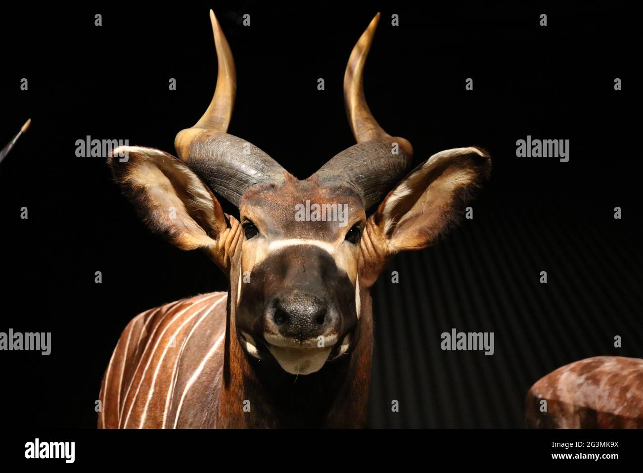 FRANCE RHONE (69) LYON.MUSEE OF CONFLUENCES, NATURAL HISTORY AND ...