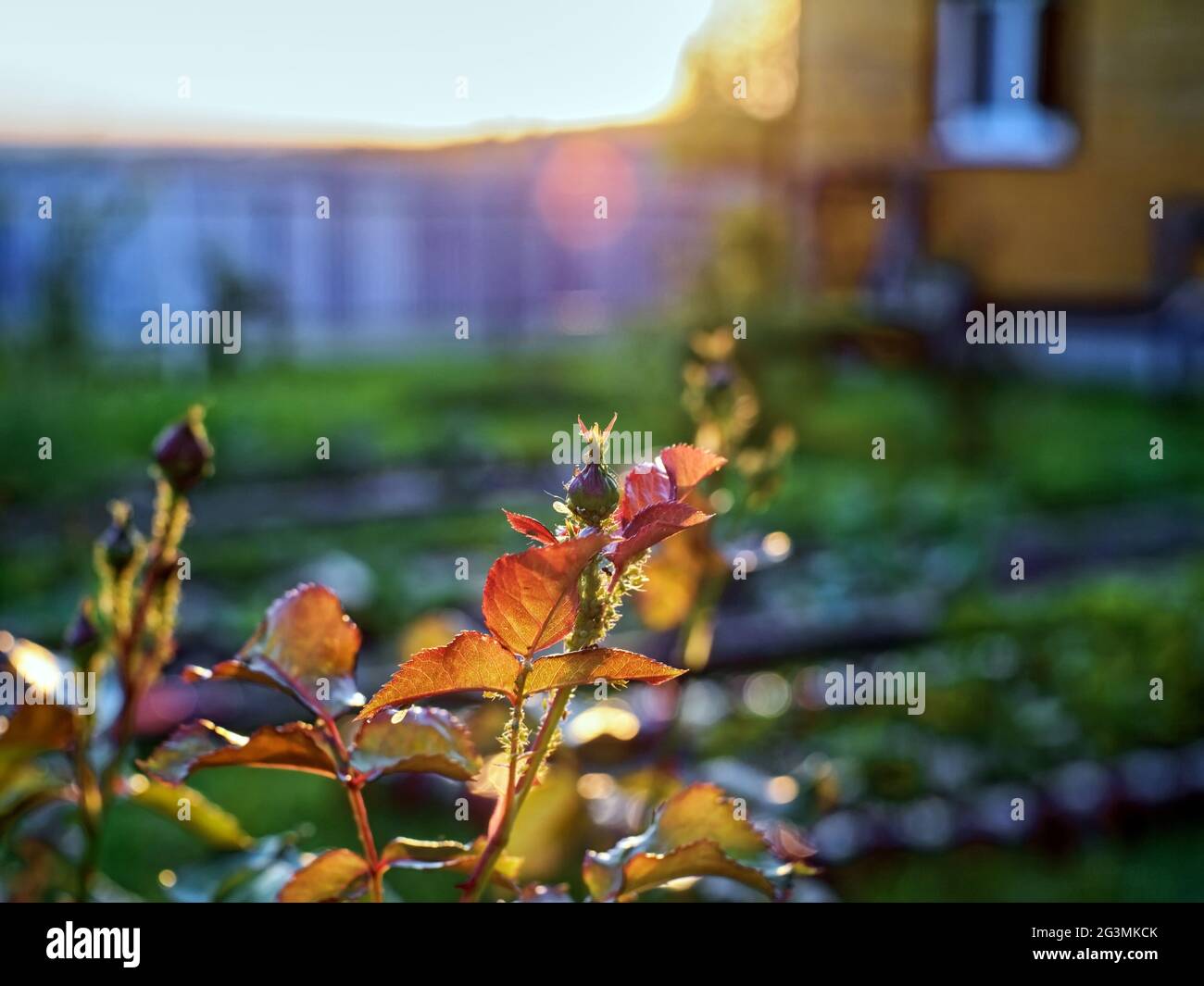 Small rose flower hi-res stock photography and images - Alamy