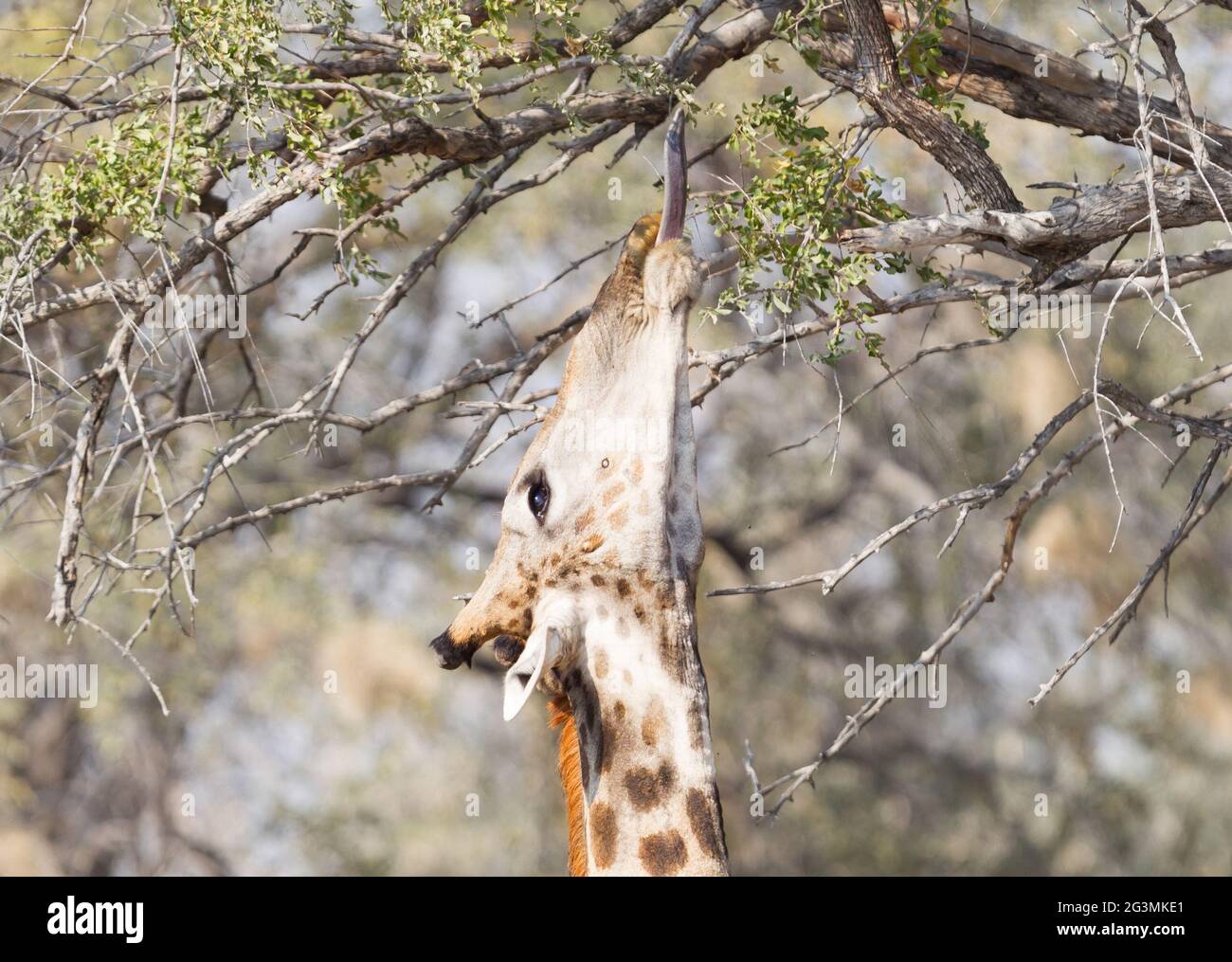 Giraffe eating leaves from a tree hi-res stock photography and images ...