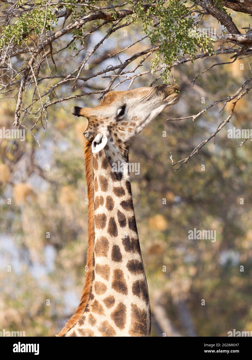 Giraffe eating leaves from a tree hi-res stock photography and images ...