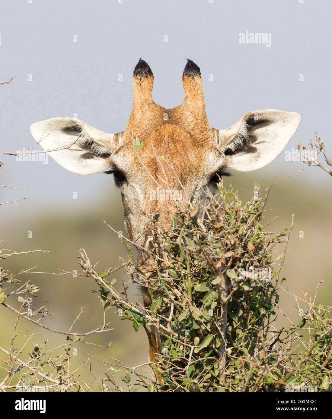 Giraffe eating fresh leaves from a tree Stock Photo - Alamy
