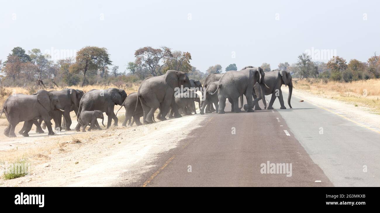 Elephant family crossing a road Stock Photo - Alamy