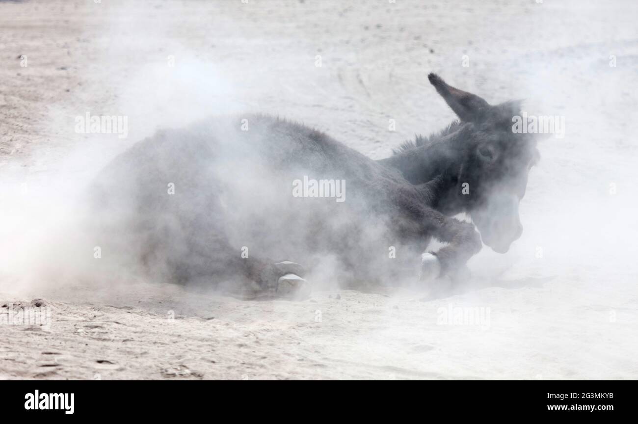 Donkey rolling hi-res stock photography and images - Alamy