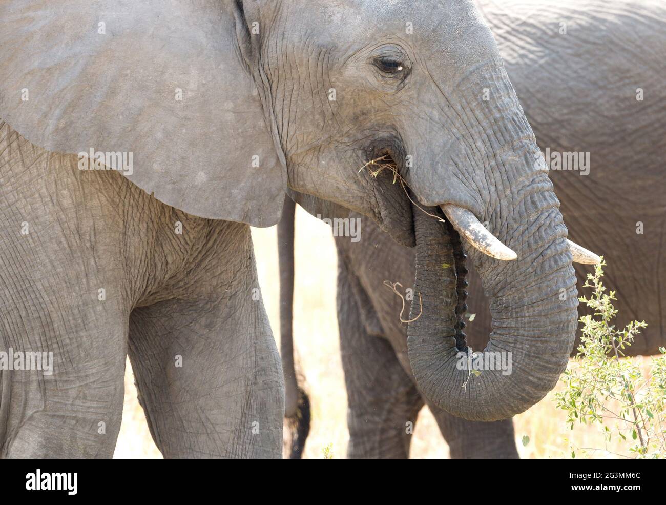 African elephant eating Stock Photo - Alamy