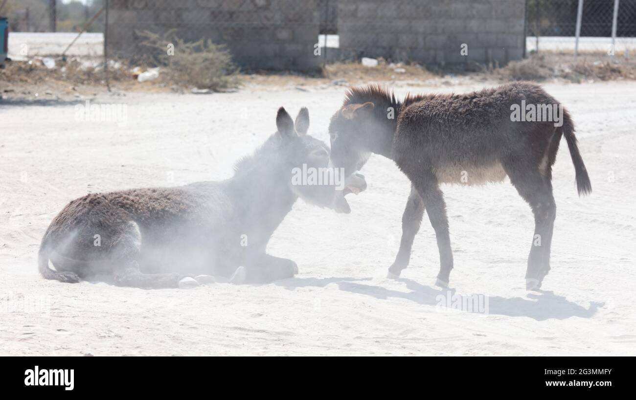 Donkey roll hi-res stock photography and images - Alamy